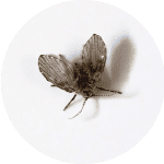 Fumigación de Moscas - Neoplagas Control de Plagas