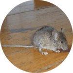 Rattus rattus - Todo lo que debes saber - Neoplagas