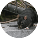 Guarén Rattus Norvegicus - Lo que debes saber - Neoplagas
