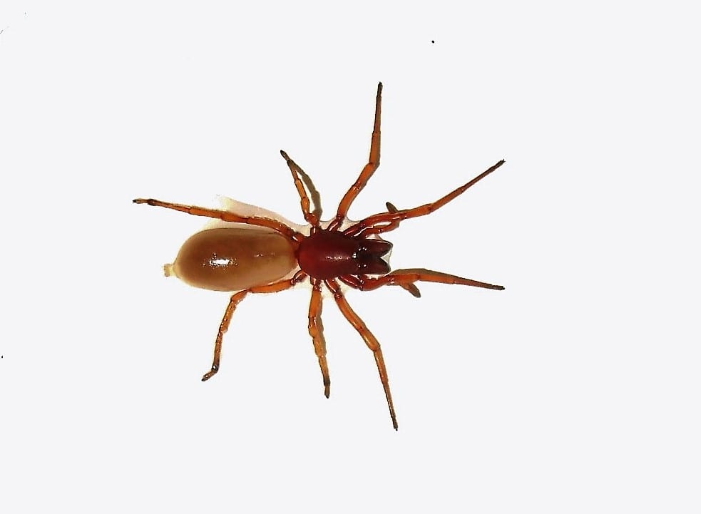 Arañas de Rincón - Todo lo que debes saber - Neoplagas