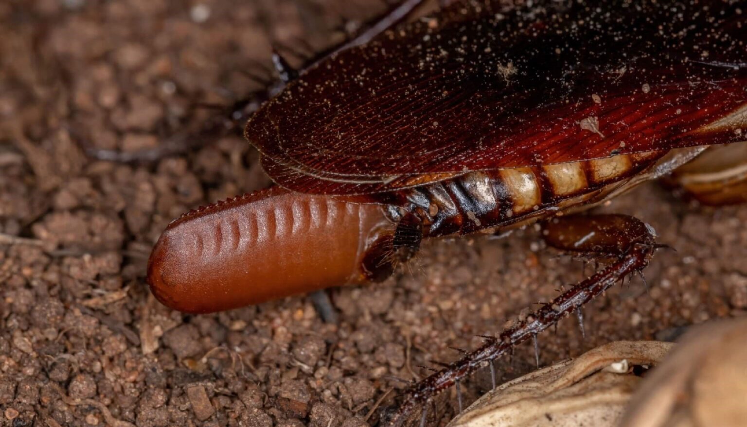 ¿Necesitas fumigar Baratas? no busques más - Neoplagas