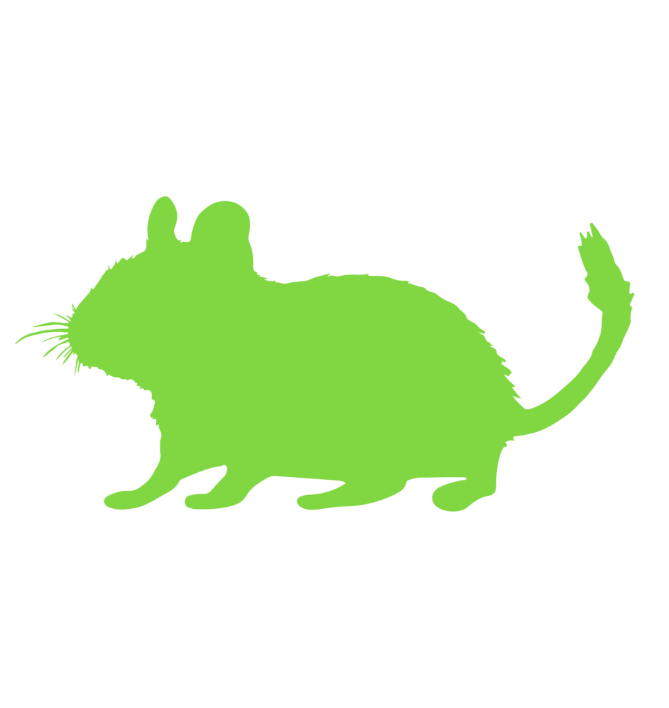 Ratón Chileno - Lo que debes saber - Neoplagas