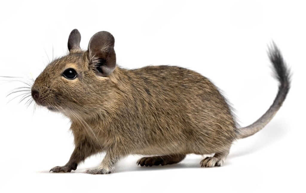 Degú - Lo que debes saber - Neoplagas