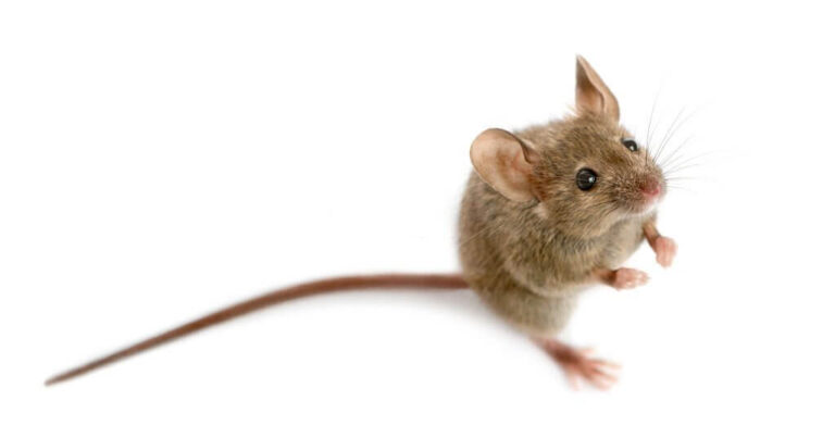 Mus Musculus - Lo que debes saber - Neoplagas