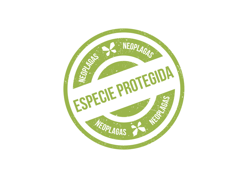 Ratón de cola larga - Lo que debes saber - Neoplagas