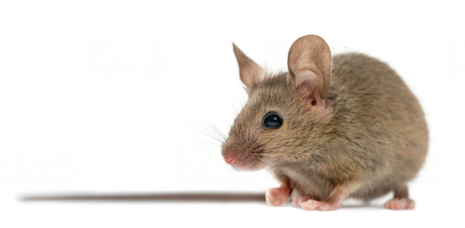 Ratón de cola larga - Lo que debes saber - Neoplagas