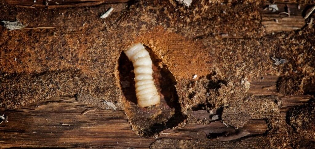 Gusanos de madera - Lo que debes saber - Neoplagas Equilibrio Ambiental