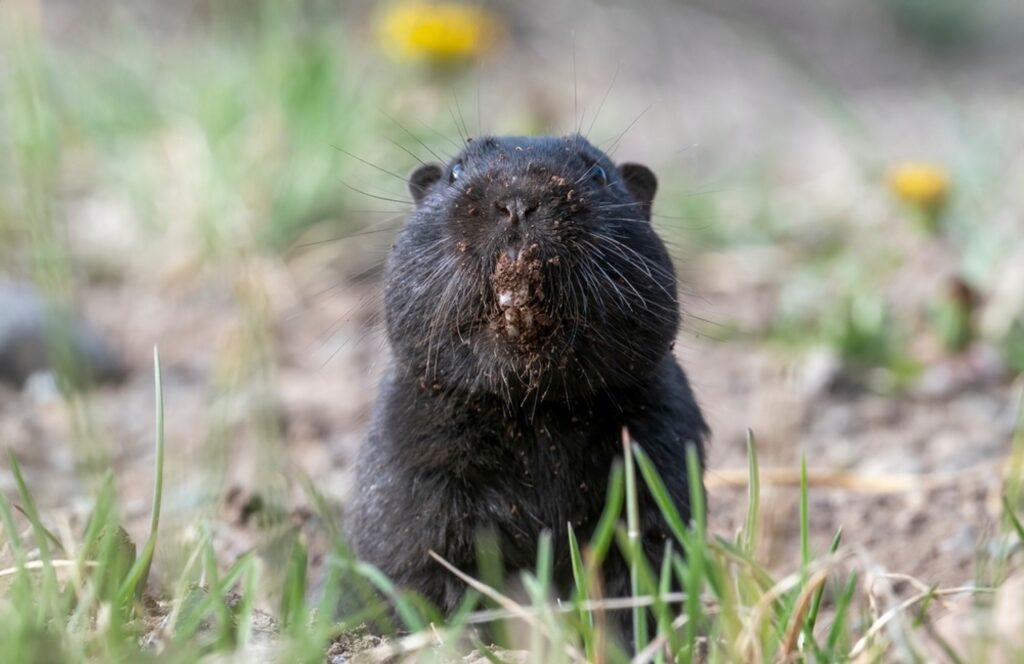 Todo Sobre el Cururo - Neoplagas Equilibrio Ambiental