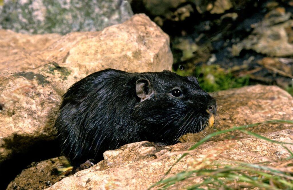 Todo Sobre el Cururo - Neoplagas Equilibrio Ambiental