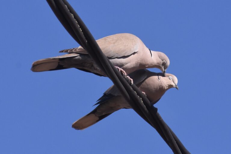 Todo Sobre el Cururo - Neoplagas Equilibrio Ambiental