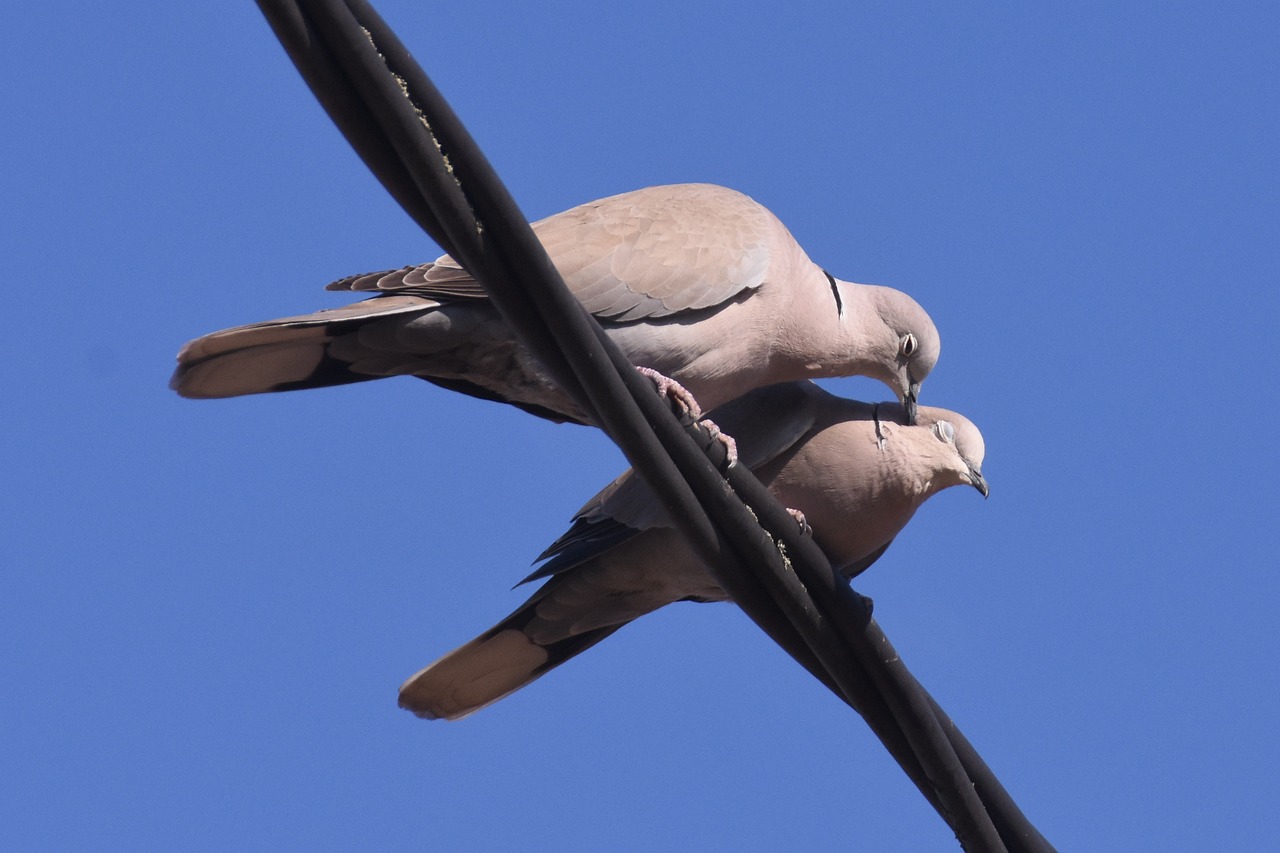 Todo Sobre el Cururo - Neoplagas Equilibrio Ambiental