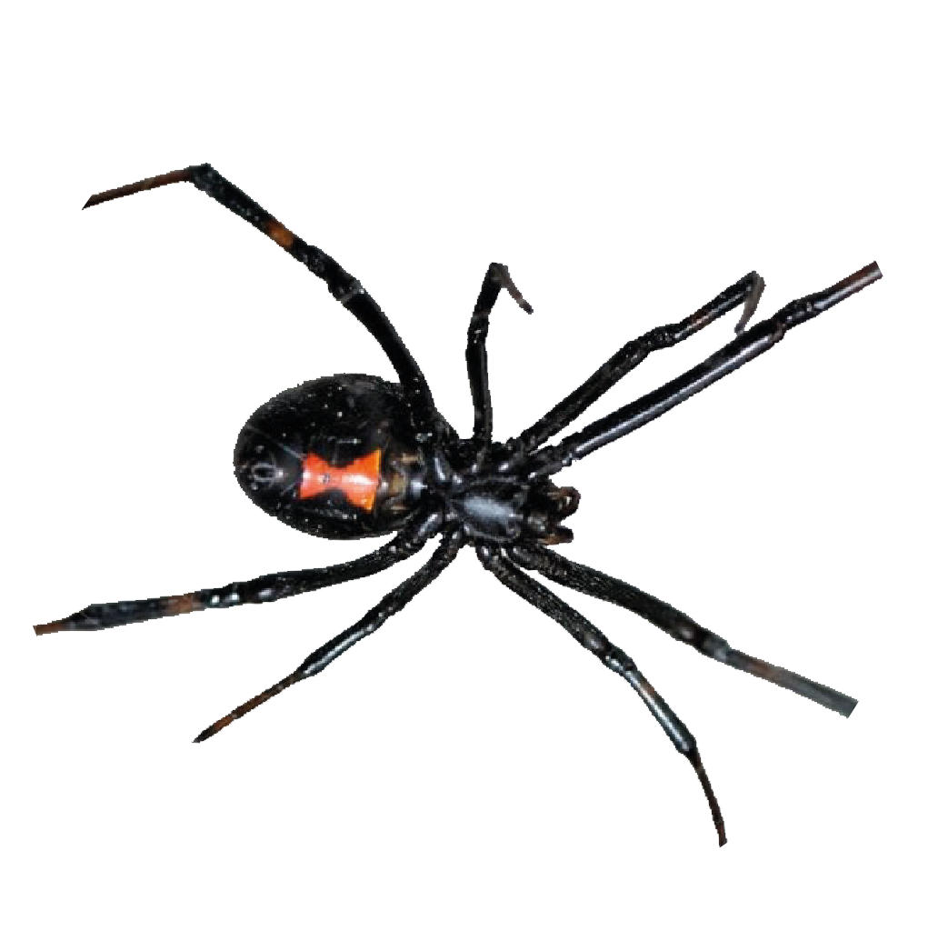 Araña tigre - Todo lo que debes saber - Neoplagas Equilibrio Ambiental