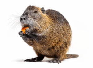 Coipo - Lo que debes saber - Neoplagas